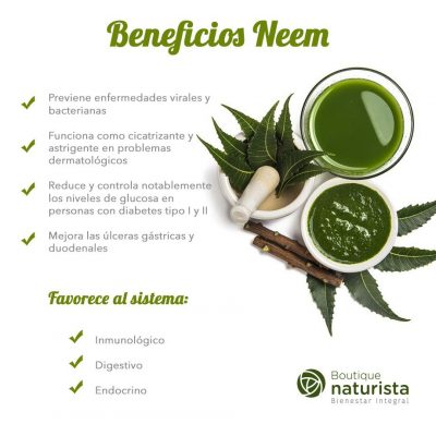Árbol de Neem o Nim, Usos, Propiedades y Beneficios